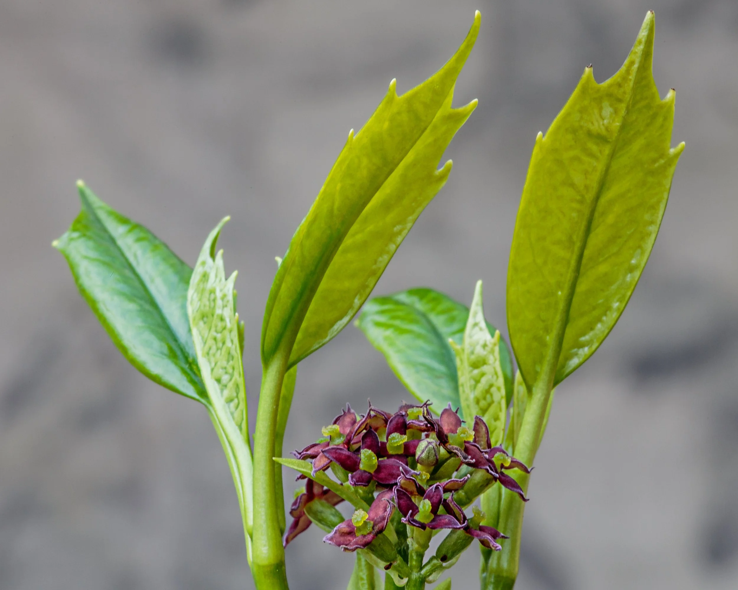The Showy, Bright Red Fruits of Aucuba japonica ‘Rozannie’ Remain on ...