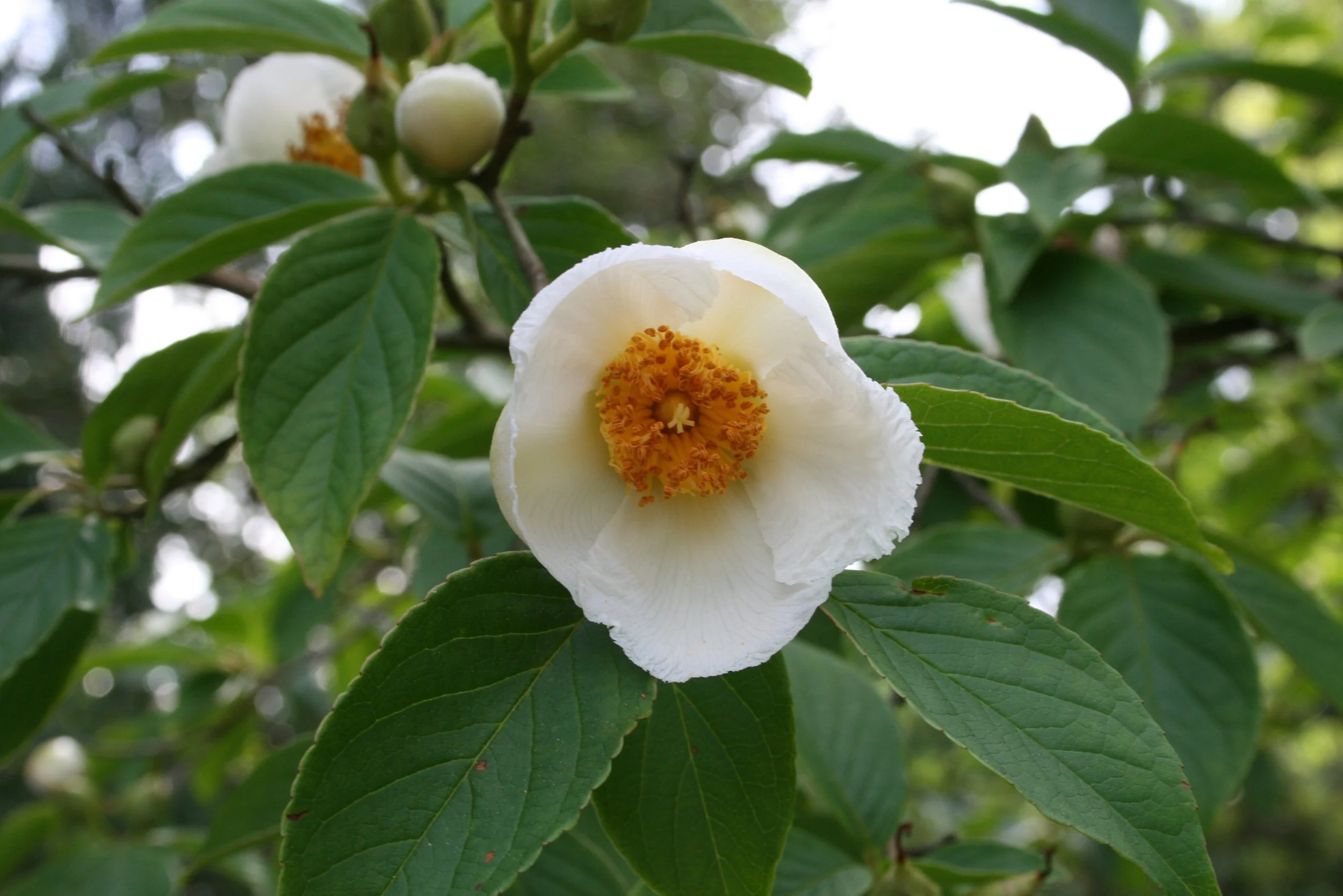 Japanese Stewartia: Camellia-like Flowers in Early Summer and Glowing ...