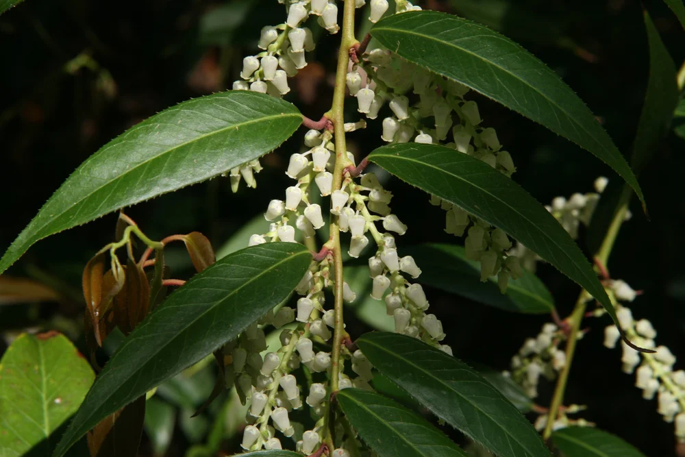 What is Doghobble & Why is it Planted in the Seattle Japanese Garden ...