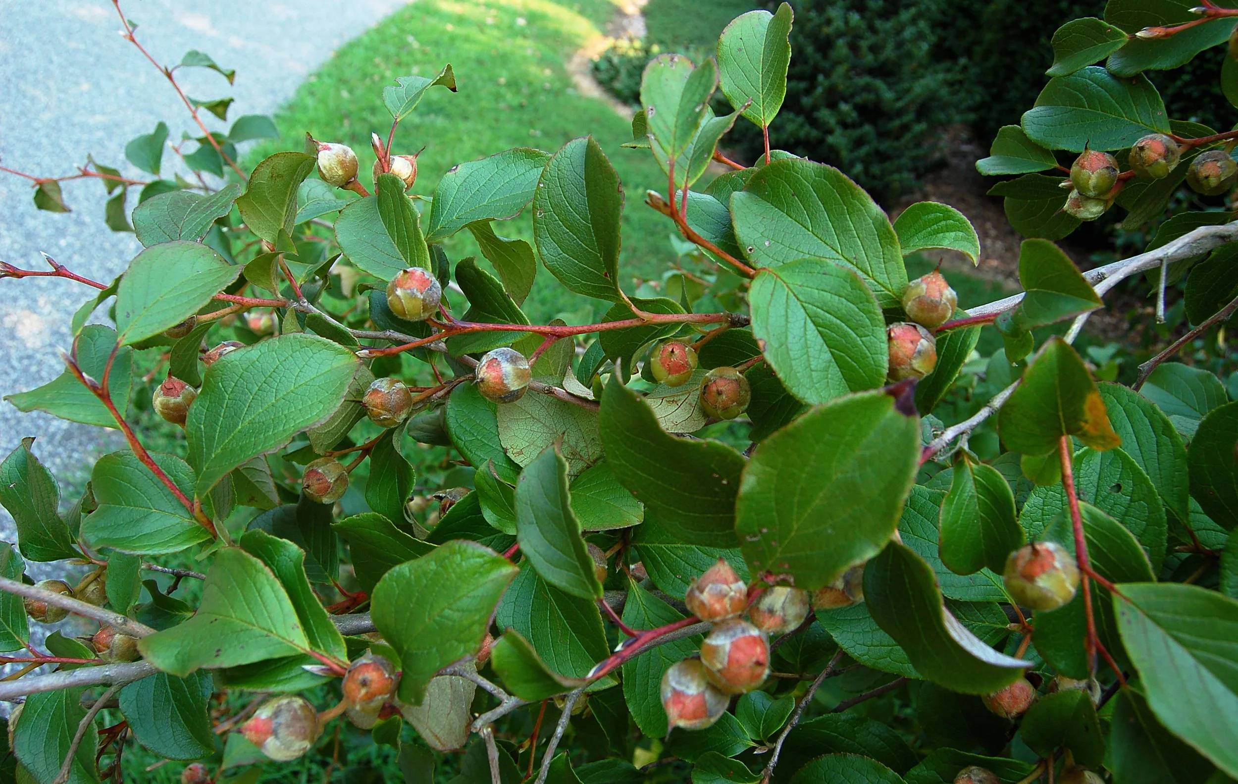Japanese Stewartia: Camellia-like Flowers in Early Summer and Glowing ...