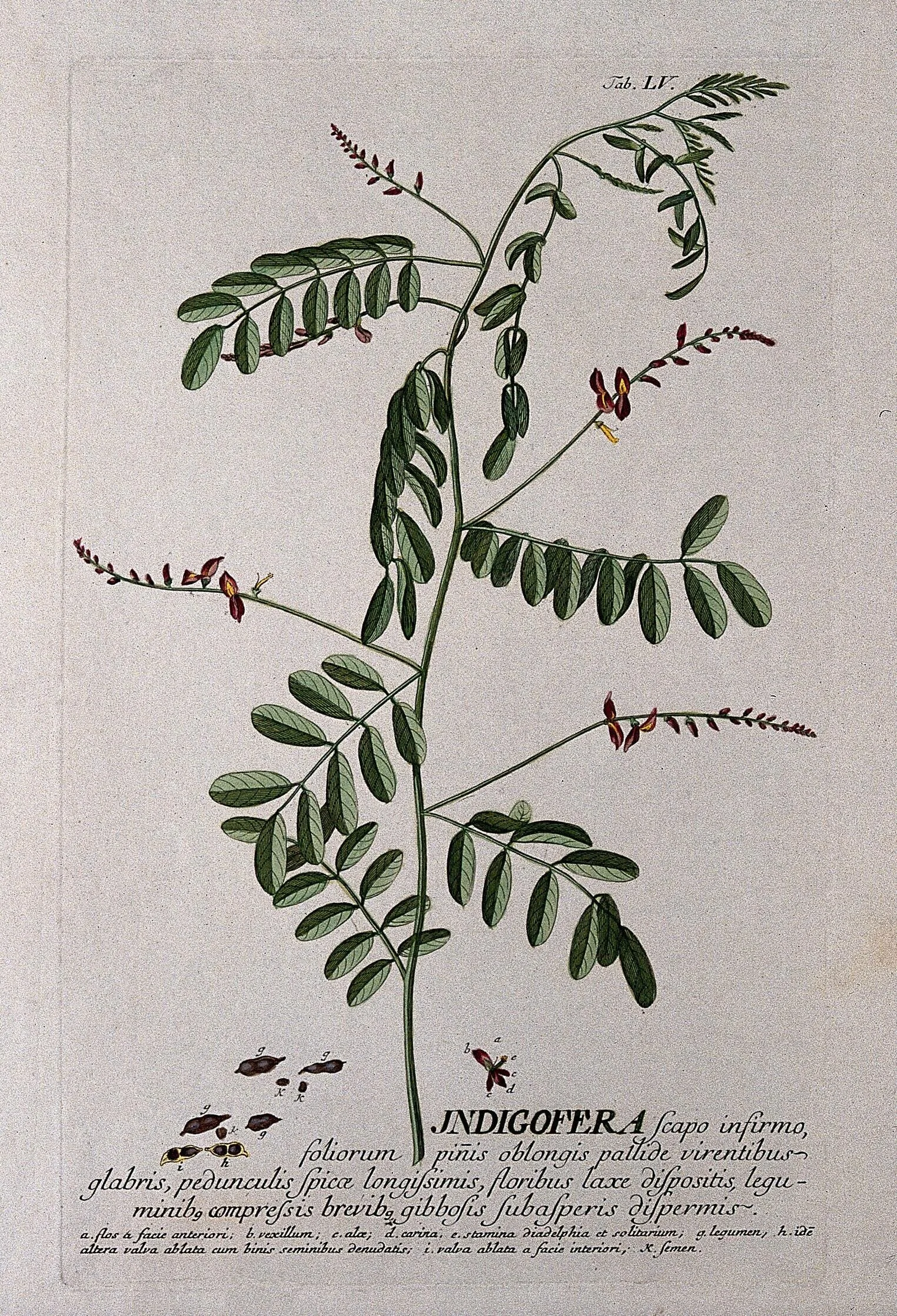 Linda : indigofera tinctoria — Crafts Study Centre