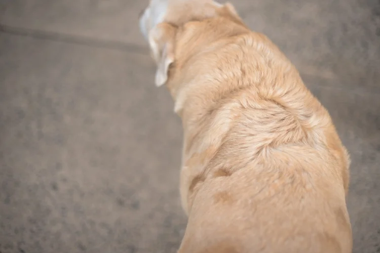 TEXTURE: Dog Photography 52 Week Project: Week 39 — BARKography