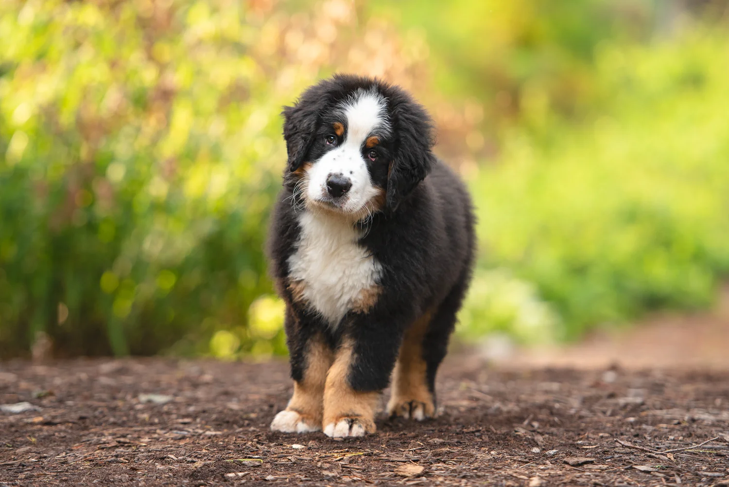 Newman: Bernese Mountain Dog Photos — BARKography