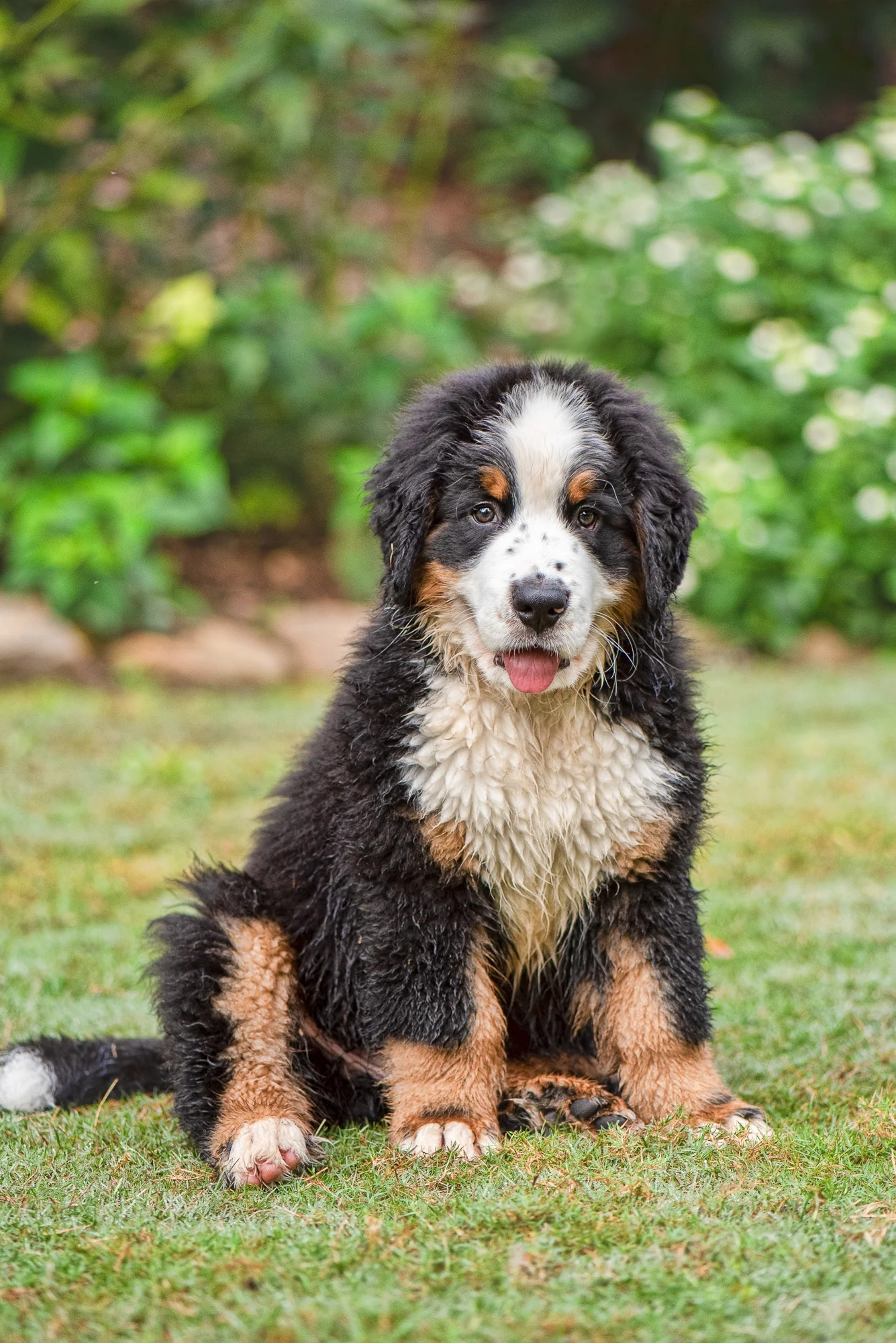 Newman: Bernese Mountain Dog Photos — BARKography