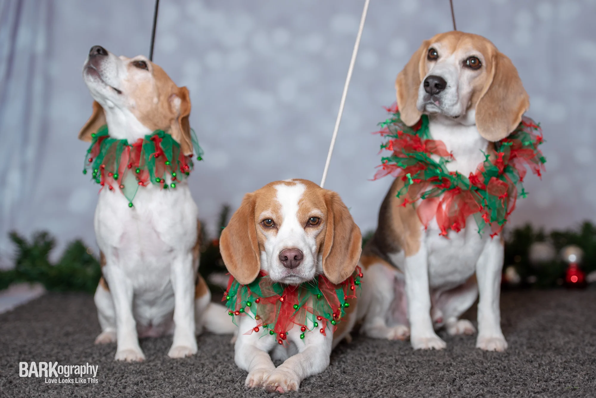 Getting that picture perfect dog photo — BARKography