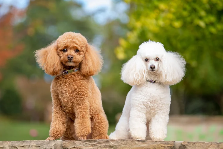 Are Poodles A Popular Breed