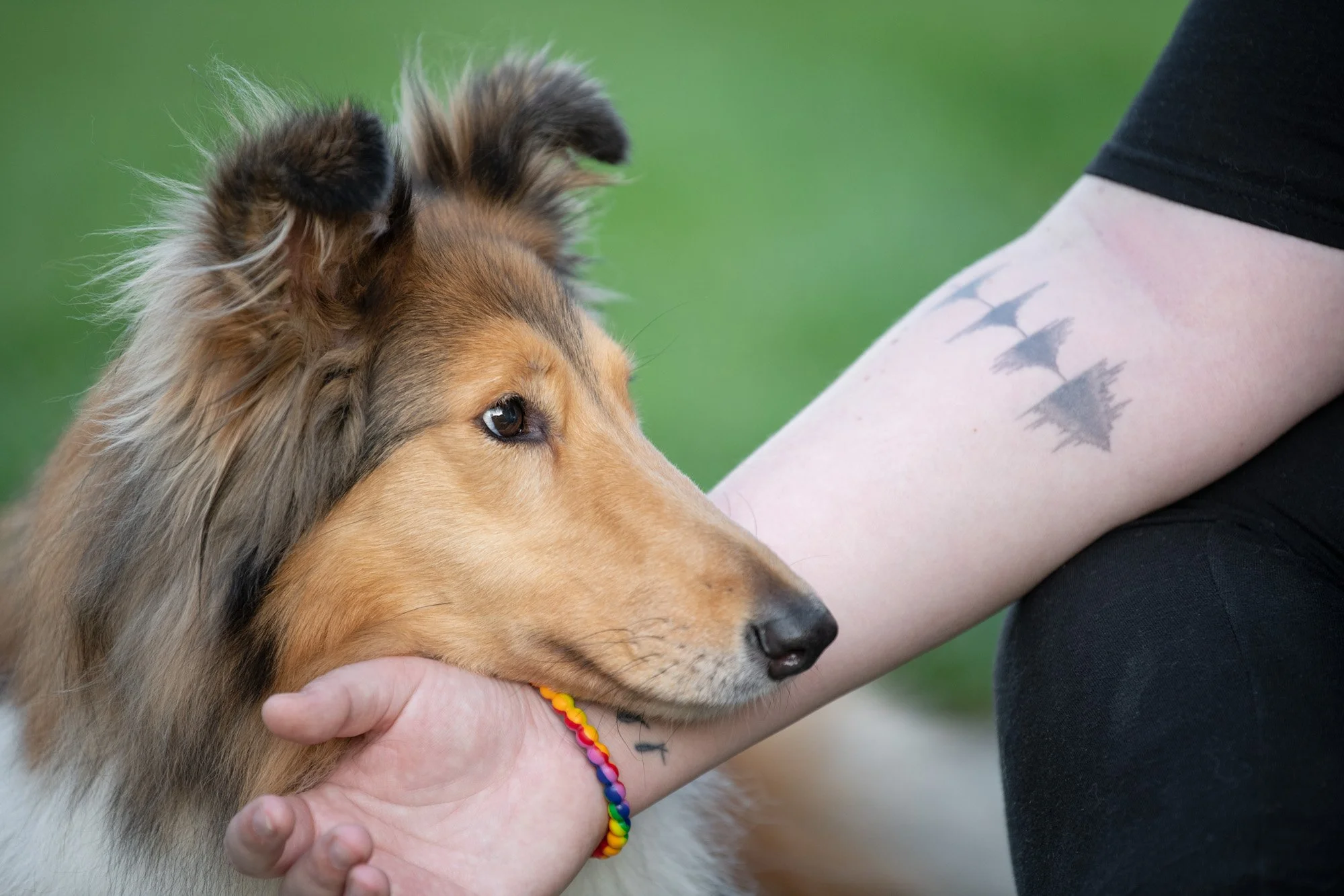 Bipolar Disorder Service Dogs — BARKography