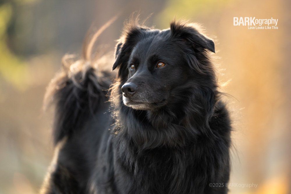 5 Tips Photographing Black Dogs — BARKography