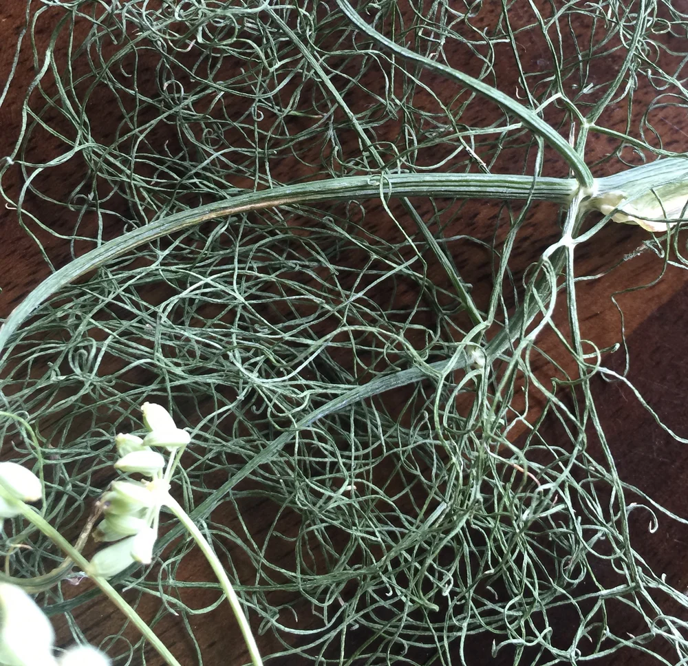Foraging, Using and Storing Fennel: Wild and Domestic — All Posts ...