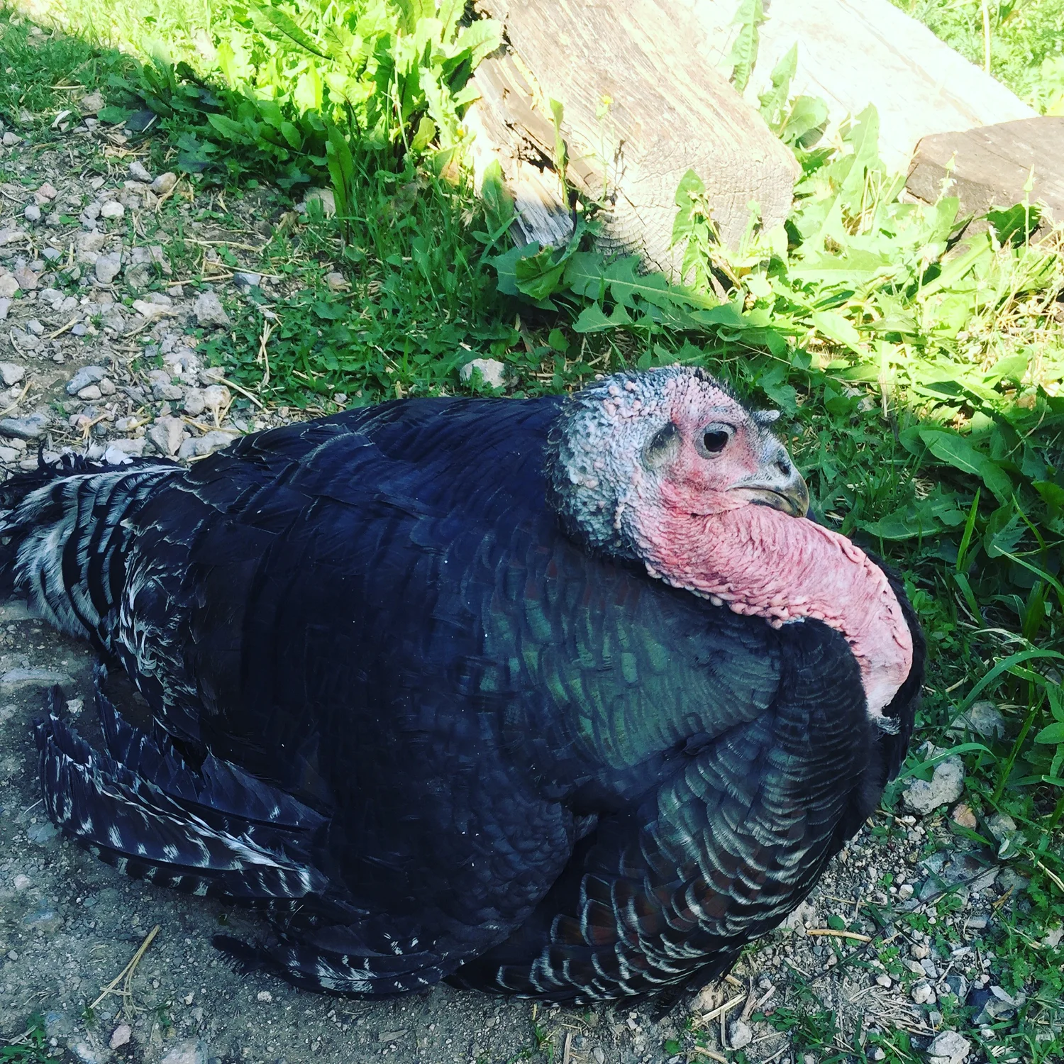 What to Do With an Egg-Bound Turkey Hen...A Real Life Learning Tale ...