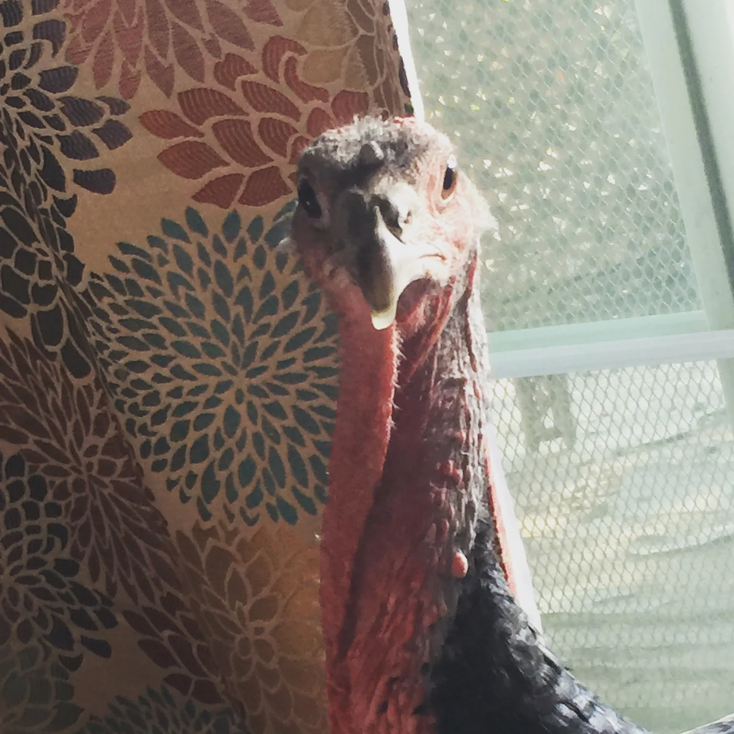 Seven Lessons We Learned about Raising Turkeys in the Last Eight Months ...