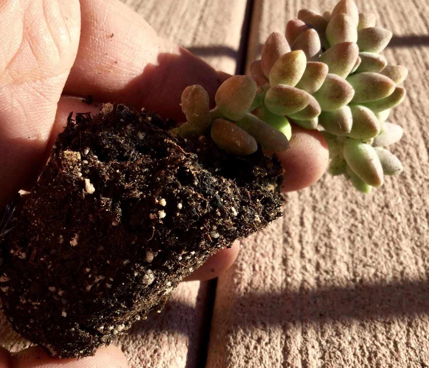 How to Create a Beautiful Succulent Bowl — All Posts Healing Harvest ...