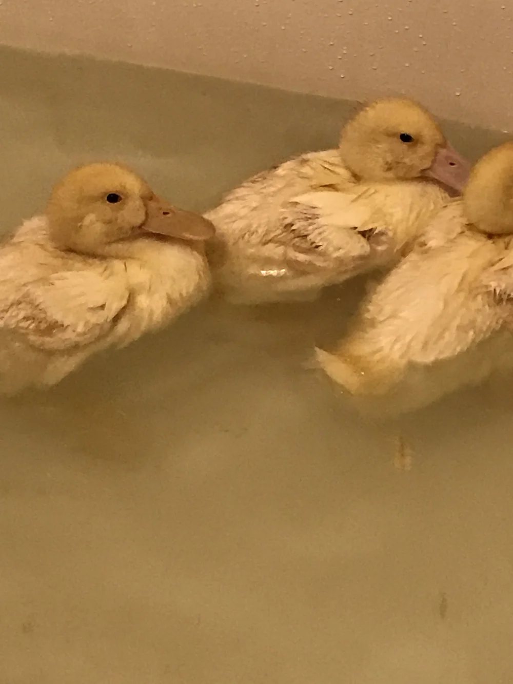 Bringing Home Ducklings and Adding Them to Your Flock! — All Posts ...