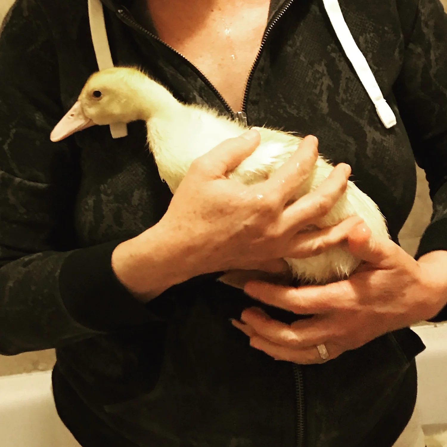 Bringing Home Ducklings and Adding Them to Your Flock! — All Posts ...