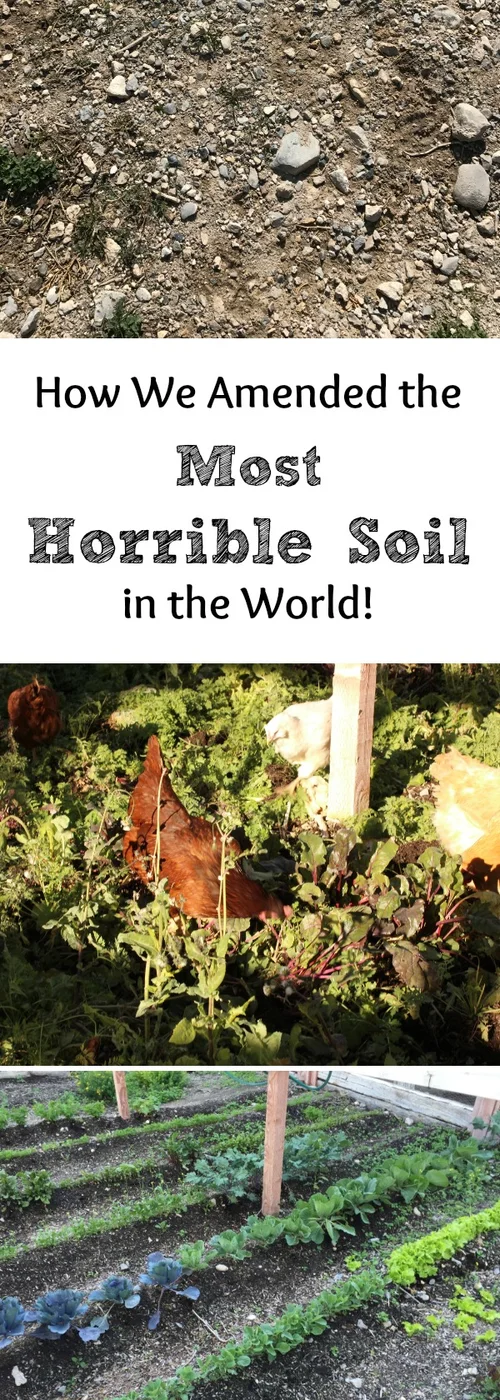 How to Amend the MOST HORRIBLE Soil in the World! (5 Tips to Help You ...