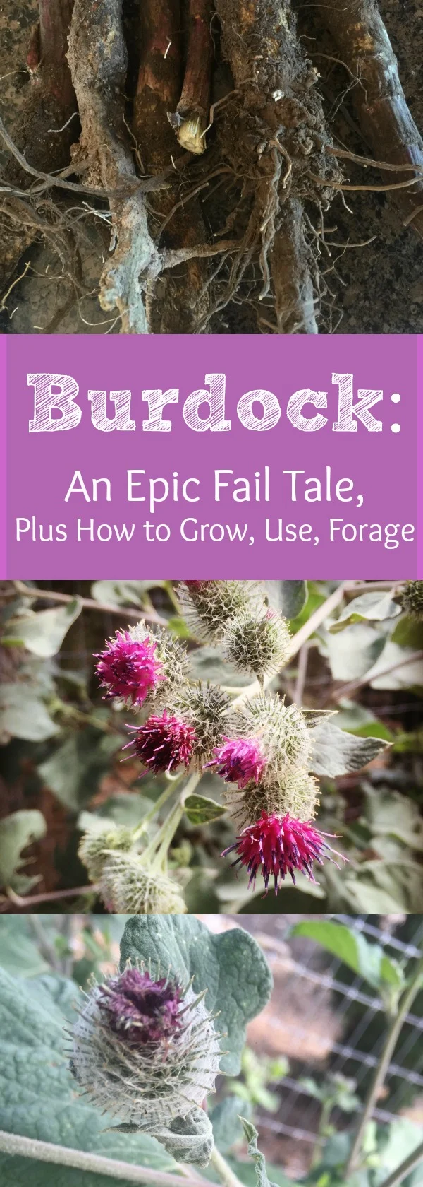 Burdock (Arctium lappa) Benefits and Uses — All Posts Healing Harvest ...