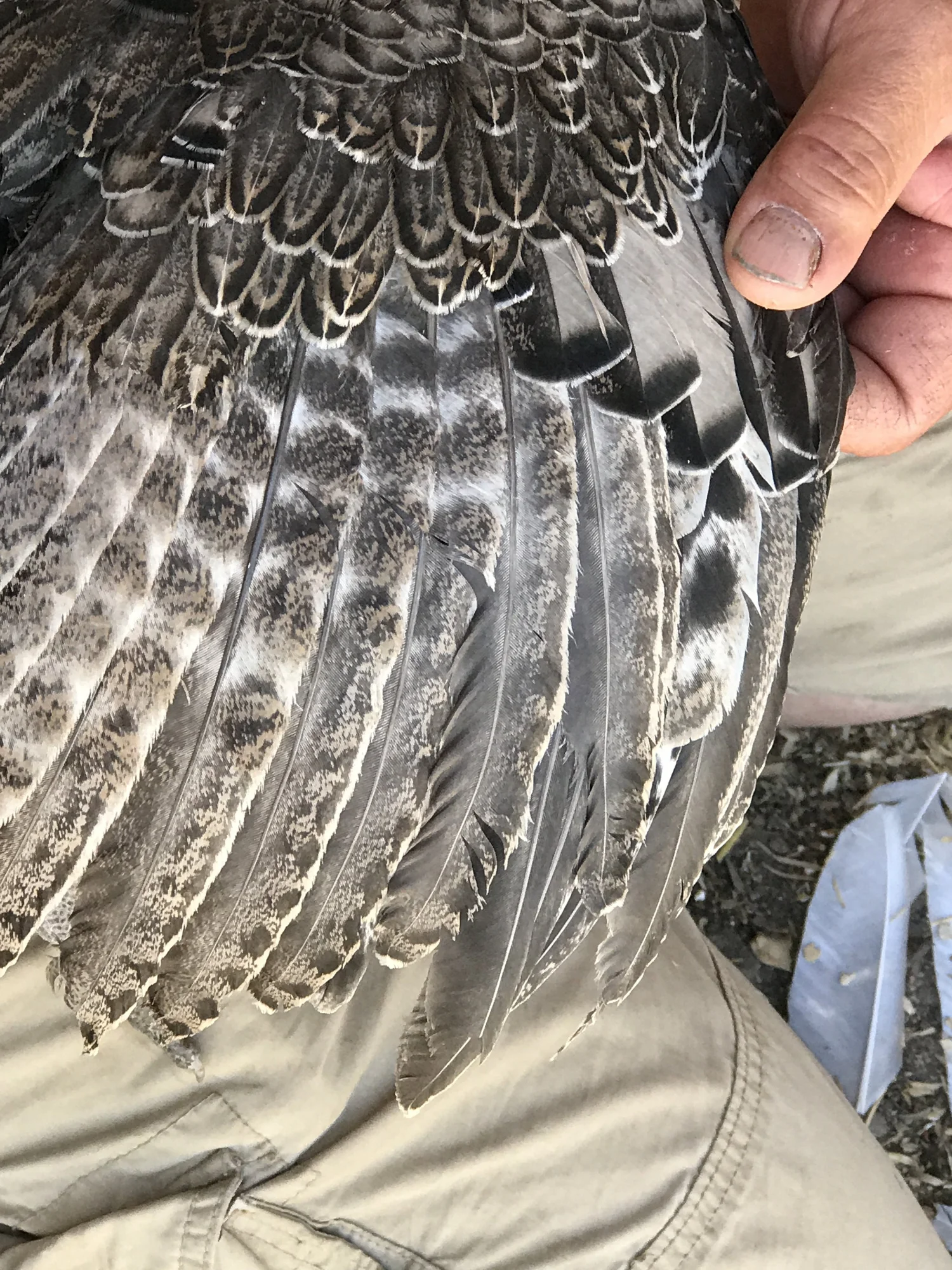 How to Clip a Turkey's Feathers...and What to Do if You Mess Up — All ...