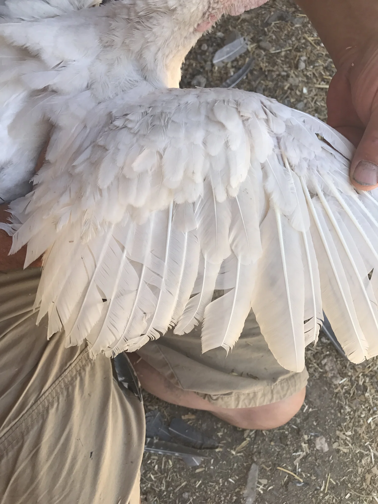 How to Clip a Turkey's Feathers...and What to Do if You Mess Up — All ...