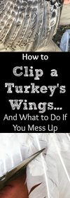 How to Clip a Turkey's Feathers...and What to Do if You Mess Up — All ...
