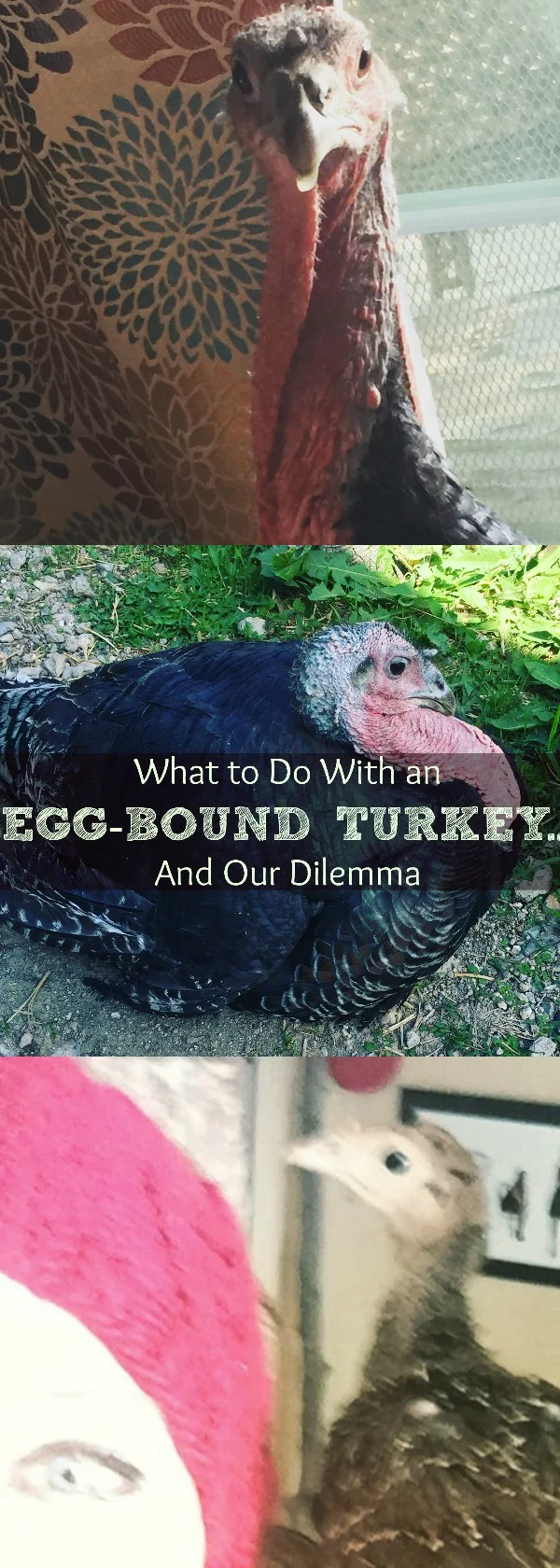 What to Do With an Egg-Bound Turkey Hen...A Real Life Learning Tale ...
