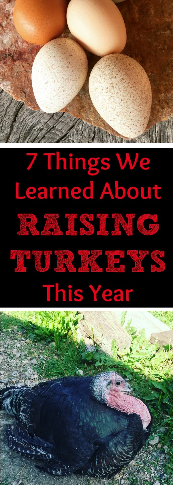 Seven Lessons We Learned about Raising Turkeys in the Last Eight Months ...