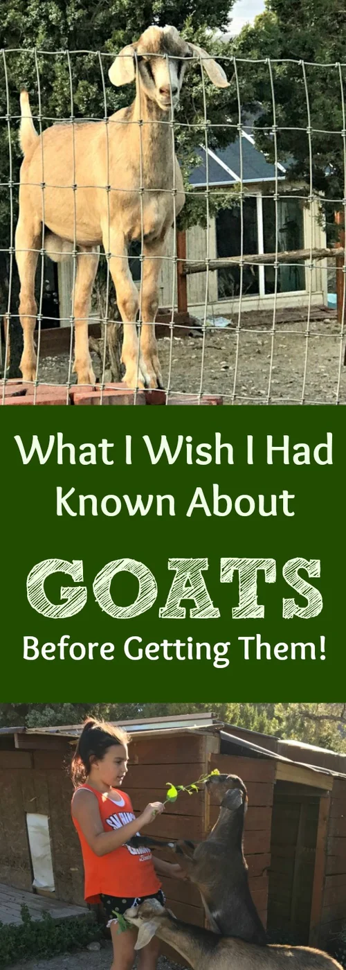 What I Wish I Had Known About Goats Before Getting Them (But I Wouldn't ...
