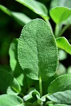Five Best Multi-Purpose Herbs to Plant in Your Garden — All Posts ...