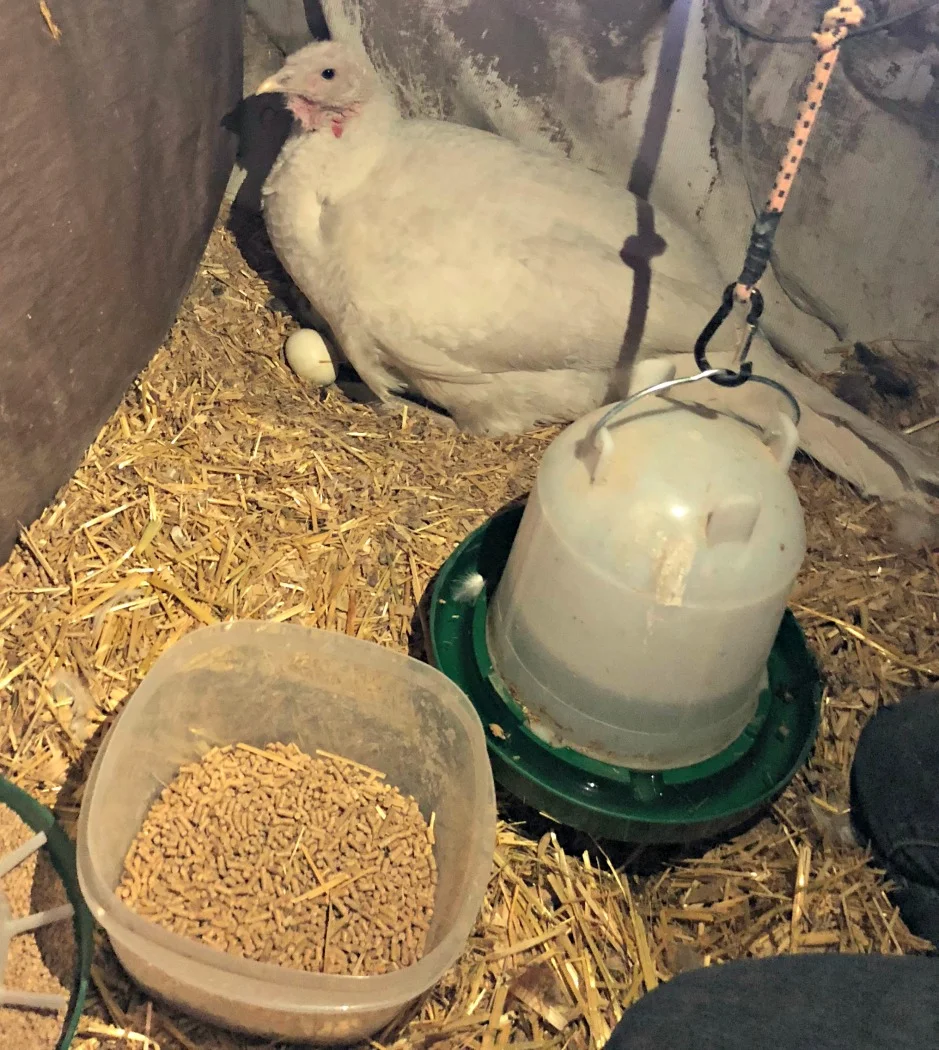 Can a Turkey Hatch a Duck? — All Posts Healing Harvest Homestead