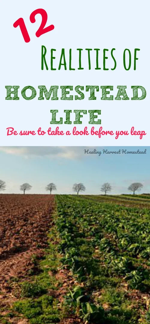 12 Realities About Homesteading You Need to Consider Before You Start ...