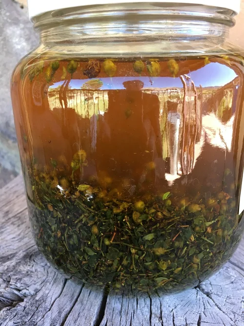 Foraging for Chaparral, Benefits and Uses (Larrea tridentata) — All ...