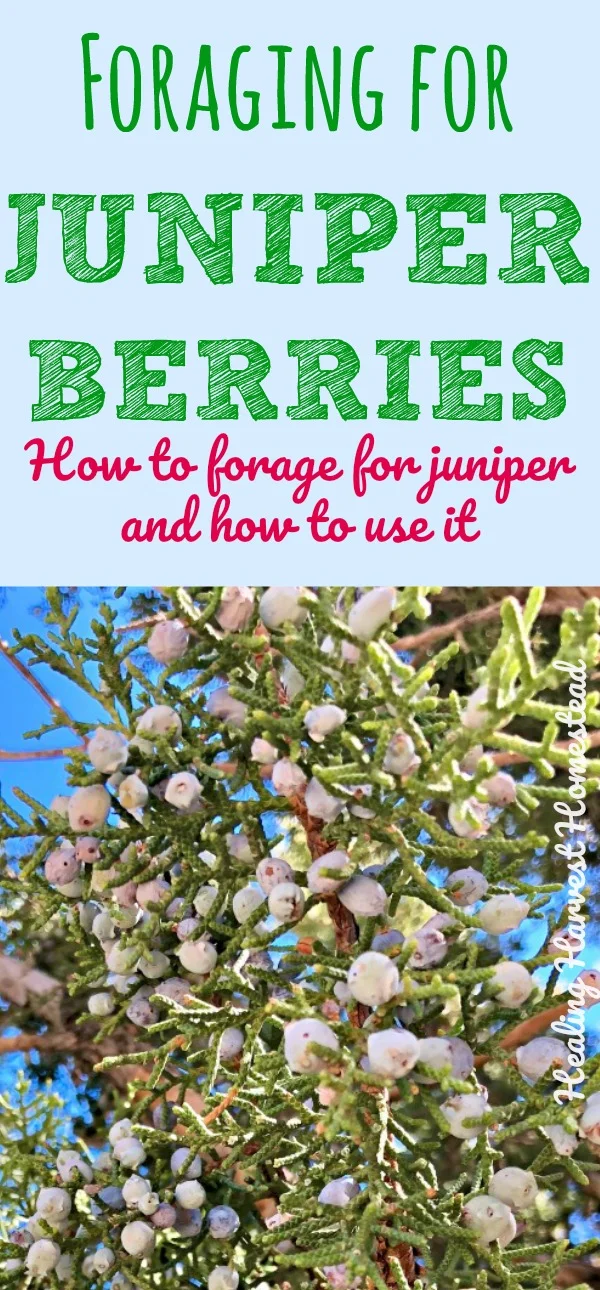 Foraging for Juniper Berries...And What to Do With Them (You'll be ...