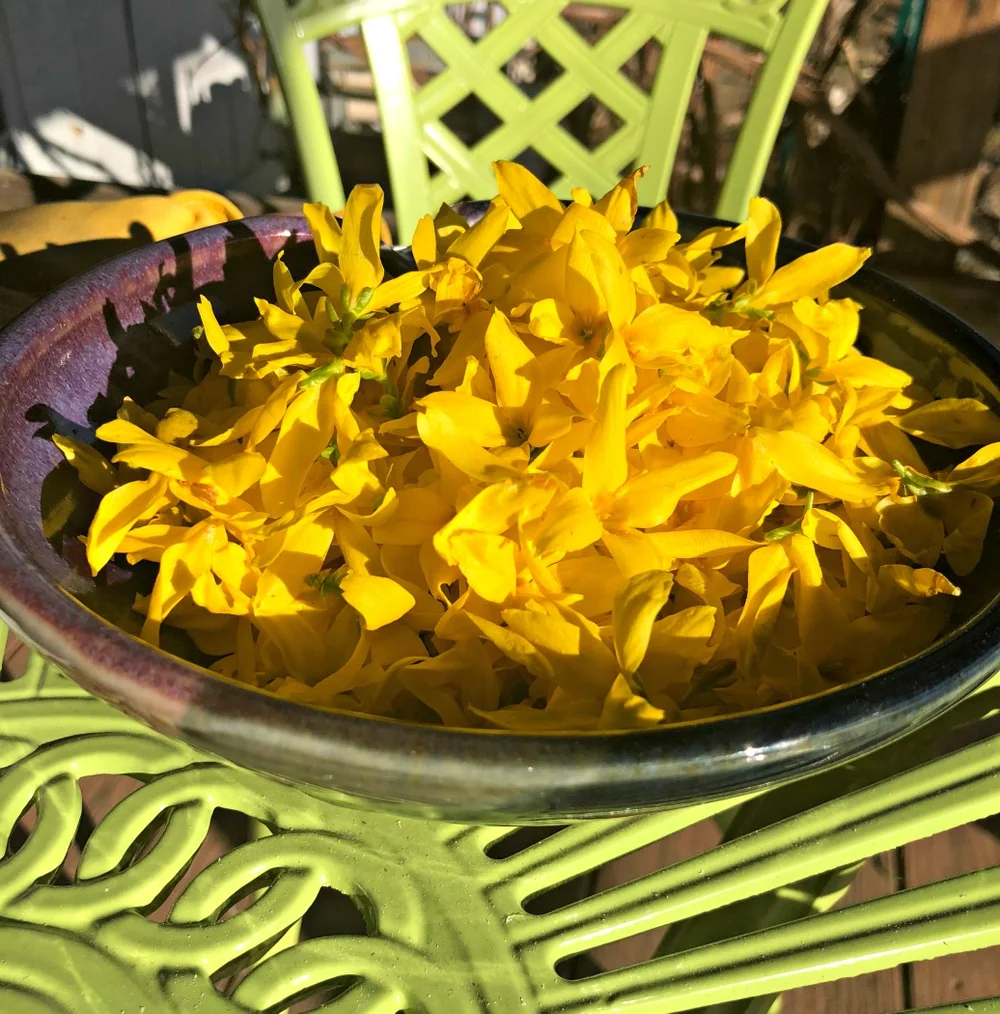How to Make Forsythia Syrup: An Herbal Recipe for Cooking, Cocktails ...