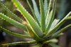 How to Make Your Own Aloe Vera Gel and Ways to Use It — All Posts ...