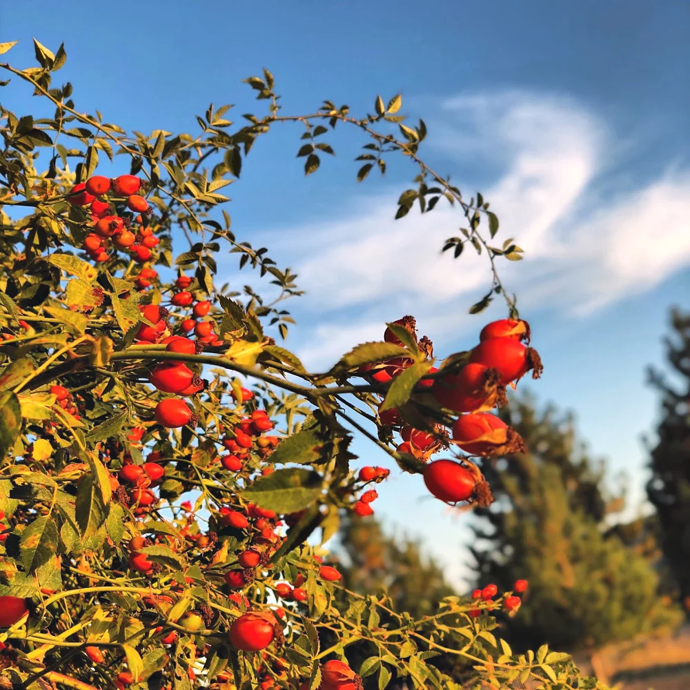 How to Forage Rose Hips and a Recipe for Rose Hip Syrup — All Posts ...