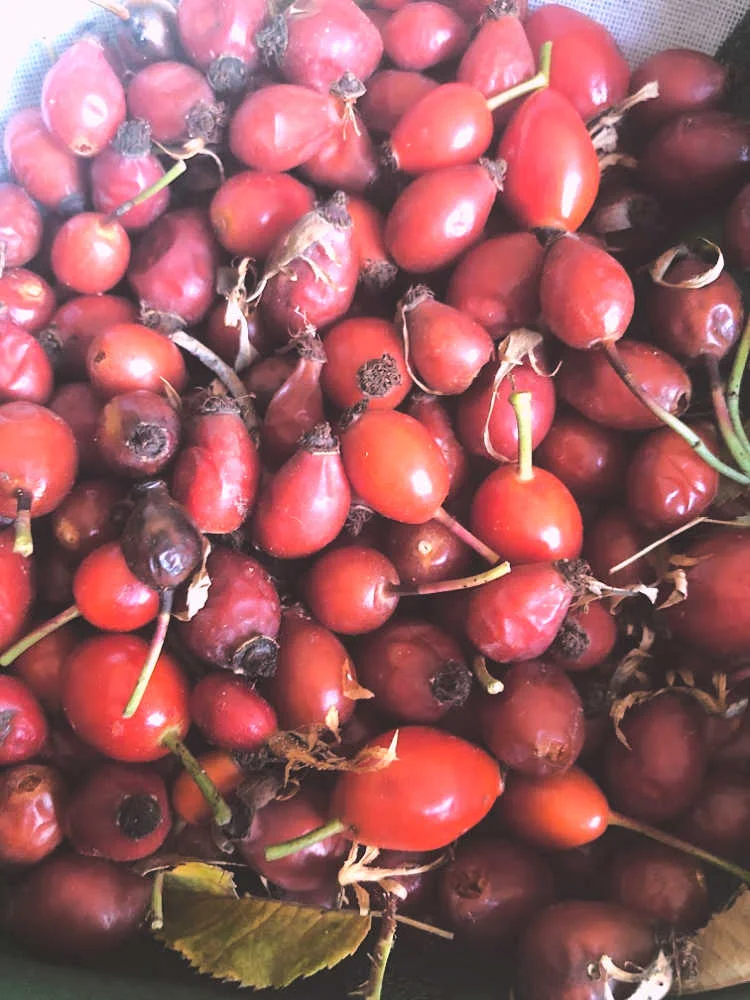 How to Forage Rose Hips and a Recipe for Rose Hip Syrup — All Posts ...