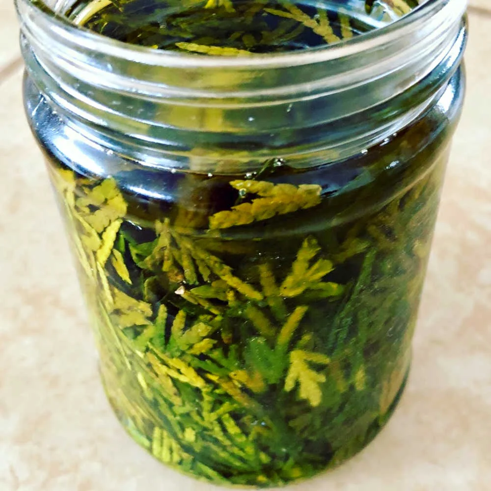 Foraging Western Red Cedar, and Its Benefits & Uses — All Posts Healing ...