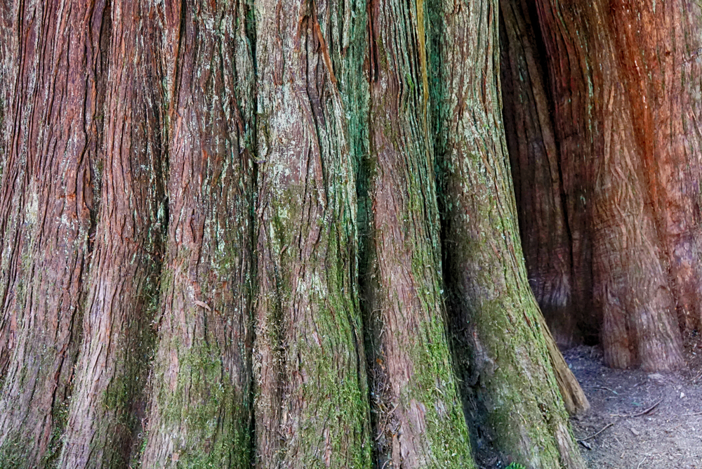 Foraging Western Red Cedar, and Its Benefits & Uses — All Posts Healing ...
