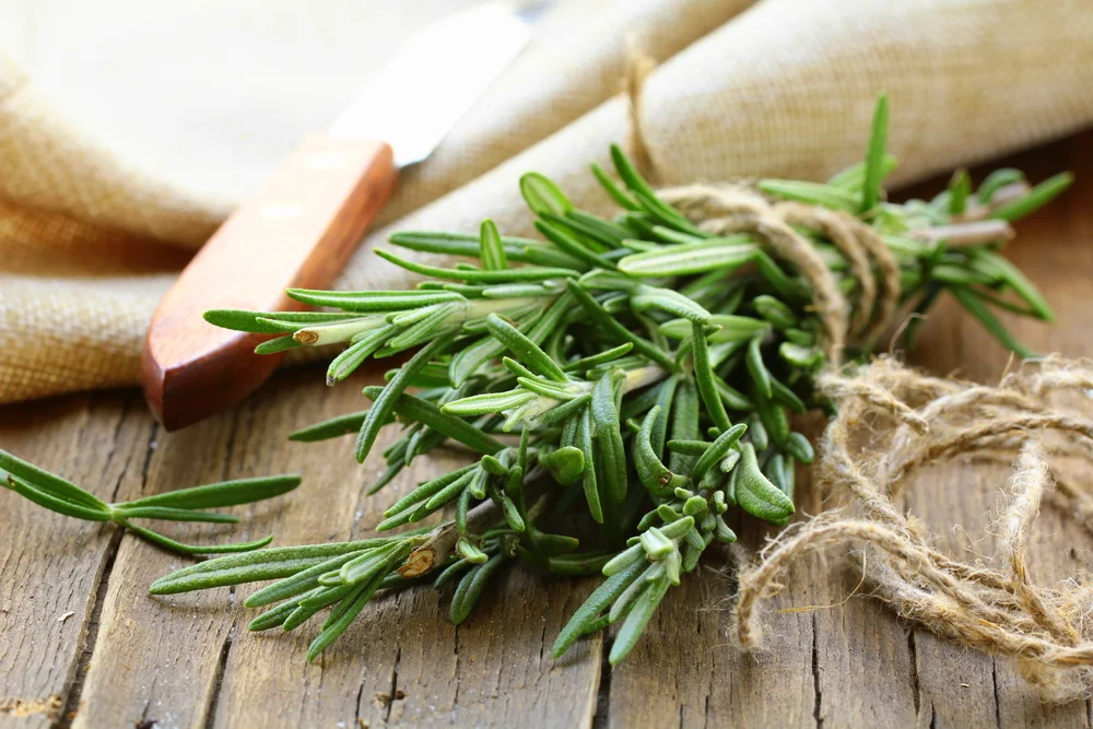 Everything About Rosemary: Benefits, Folklore, Growing, Remedies and ...