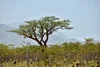 The Complete Guide to Using Frankincense Essential Oil, Benefits, Uses ...