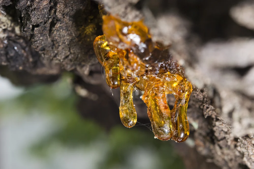 The Complete Guide to Using Frankincense Essential Oil, Benefits, Uses ...