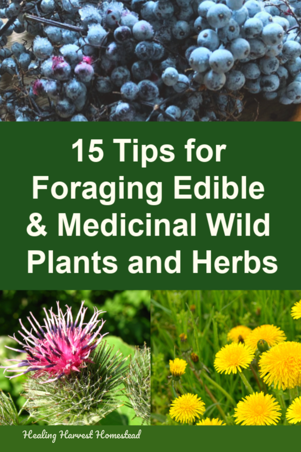 15 Tips to Successfully Forage Edible and Medicinal Plants — All Posts ...