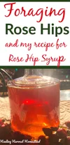 How to Forage Rose Hips and a Recipe for Rose Hip Syrup — All Posts ...