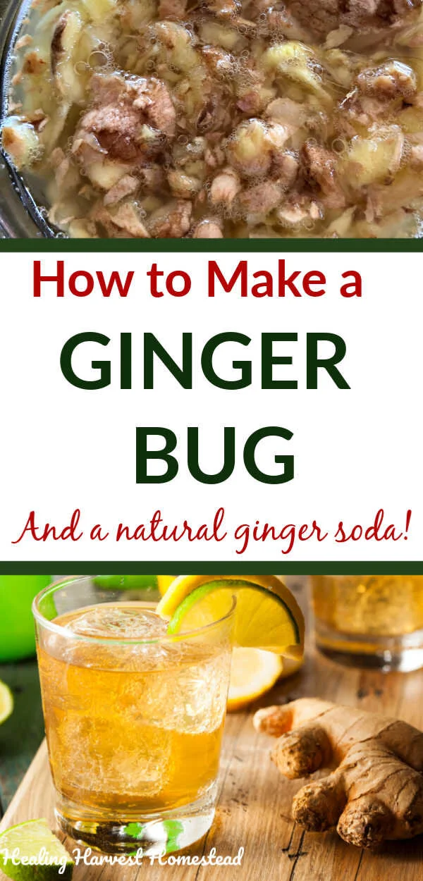 How to Make a Fermented Ginger Bug and a Ginger Soda Recipe! — All ...