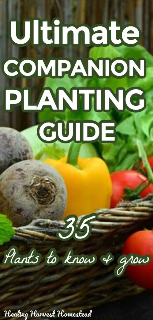 Planning Your Garden: The Companion Planting Guide with Printable ...