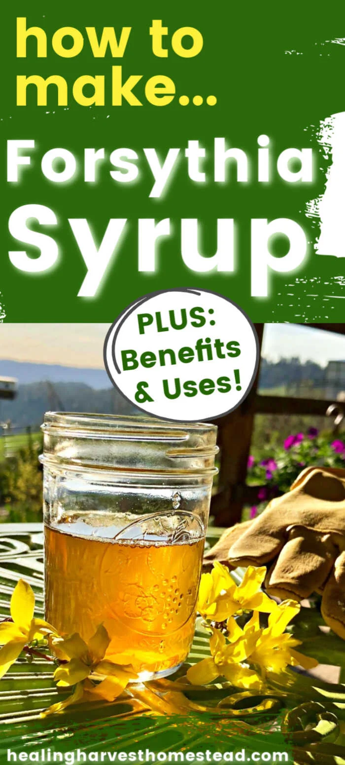 How to Make Forsythia Syrup: An Herbal Recipe for Cooking, Cocktails ...