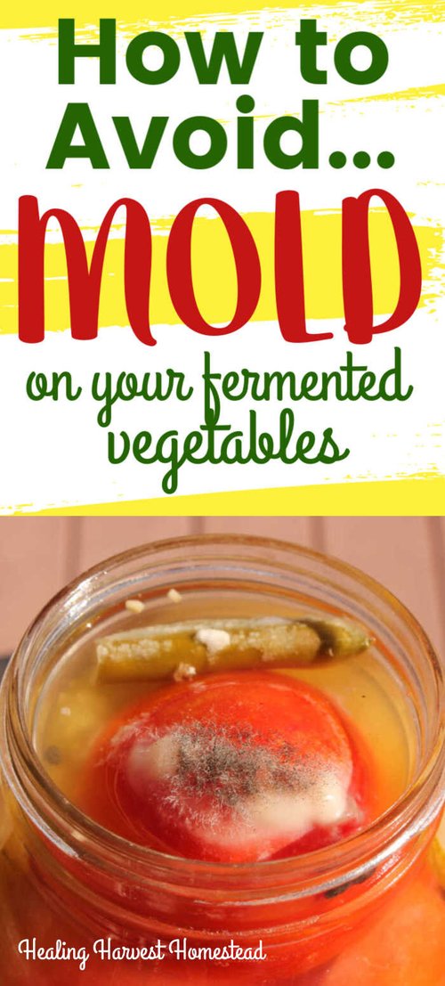 Mold What You Don T Want To See On Your Ferments Tips For Preventing