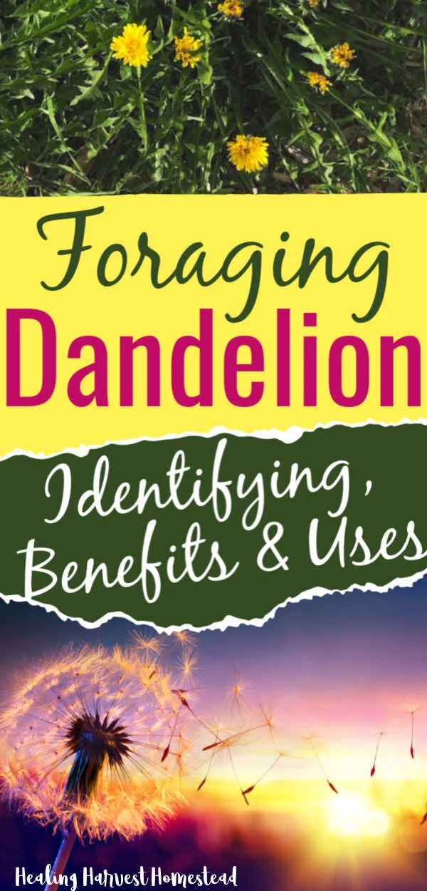 Identifying and Foraging Dandelions: The Perfect Survival Food and ...