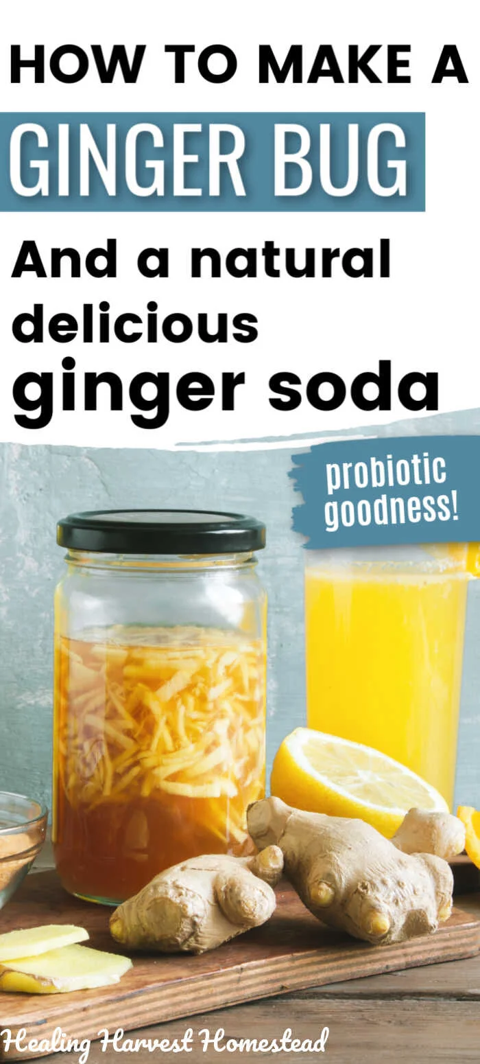 How to Make a Fermented Ginger Bug and a Ginger Soda Recipe! — All ...