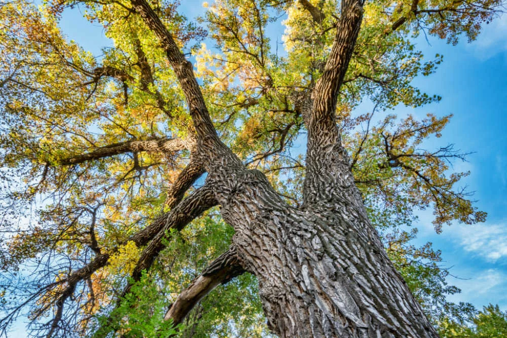 What to Do With Cottonwood (Poplar) Buds for Medicine — All Posts ...