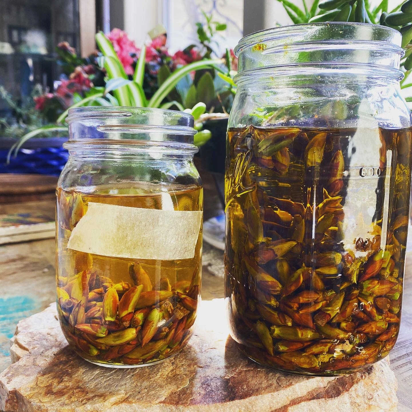 What to Do With Cottonwood (Poplar) Buds for Medicine — All Posts ...